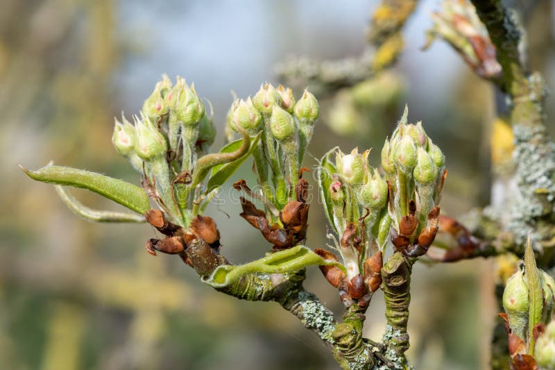 Pear Tree at Green Cluster Growth Stage Stock Photo - Image of garden ...