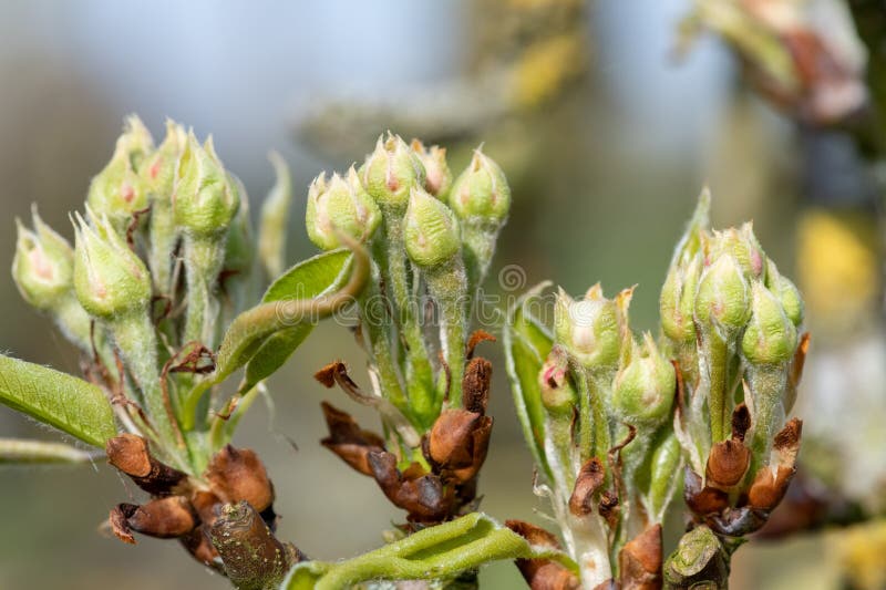 Pear Tree at Green Cluster Growth Stage Stock Image - Image of macro ...