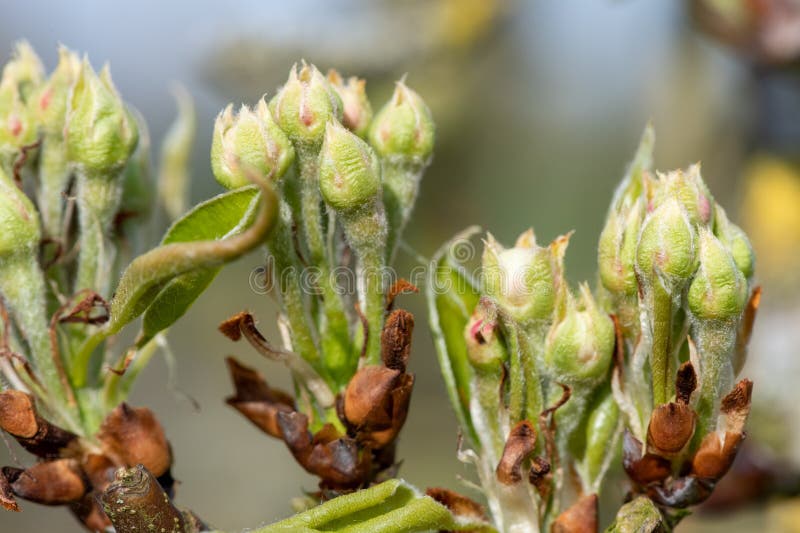 Pear Tree at Green Cluster Growth Stage Stock Photo - Image of colour ...
