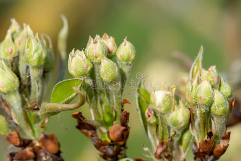 Pear Tree at Green Cluster Growth Stage Stock Image - Image of floral ...