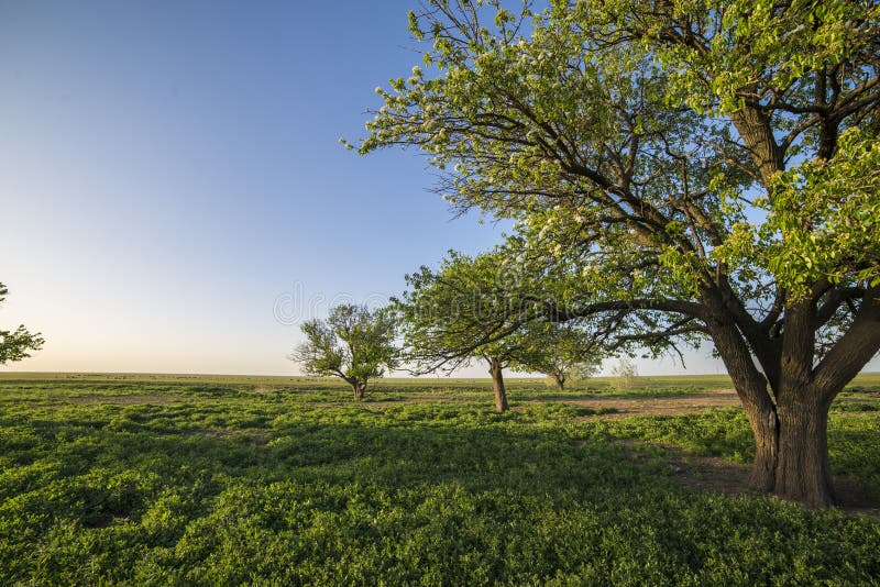 Pear tree in green field stock photo. Image of horizon - 66258462