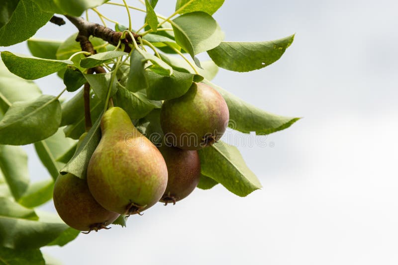 Pear Tree. Pear Green Garden with Fruit Stock Image - Image of fruit ...