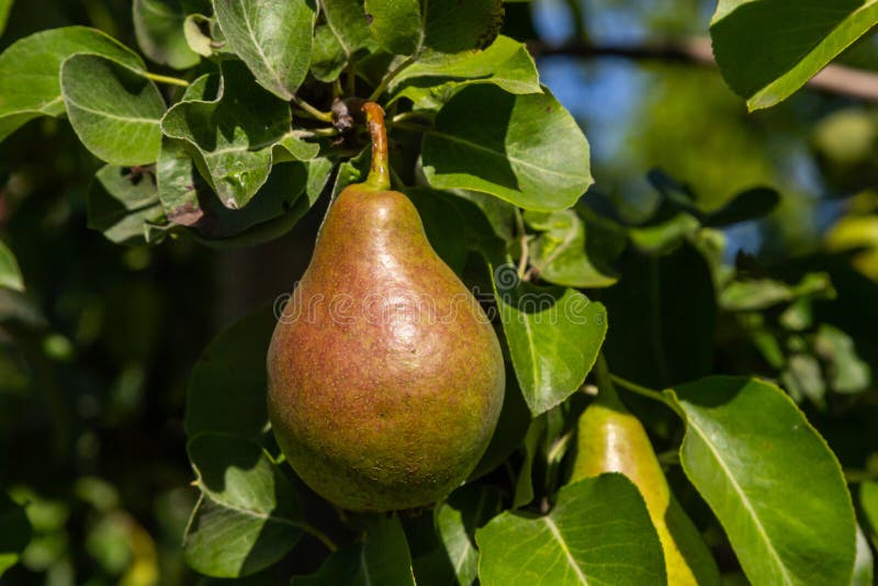 Pear Tree. Pear Green Garden with Fruit Stock Image - Image of closeup ...