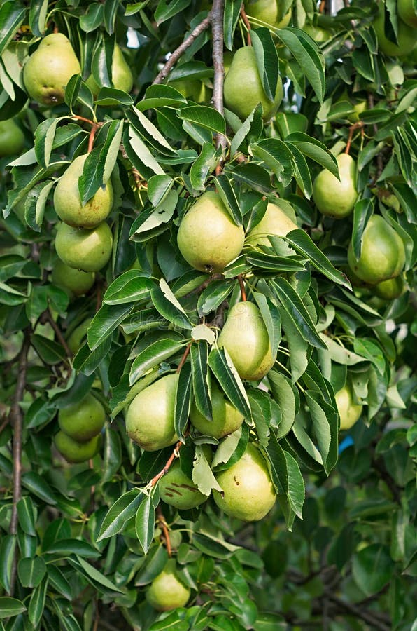 Pear tree stock image. Image of pear, fruits, pears, green - 70799143
