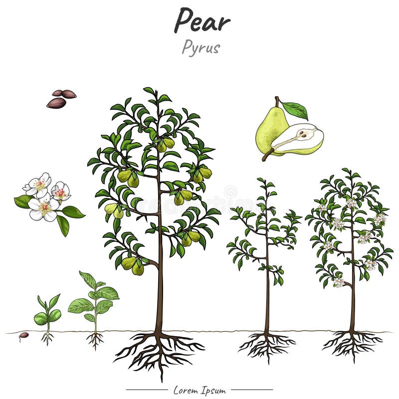 Pear Tree Illustrations Set Stock Vector - Illustration of drawing ...