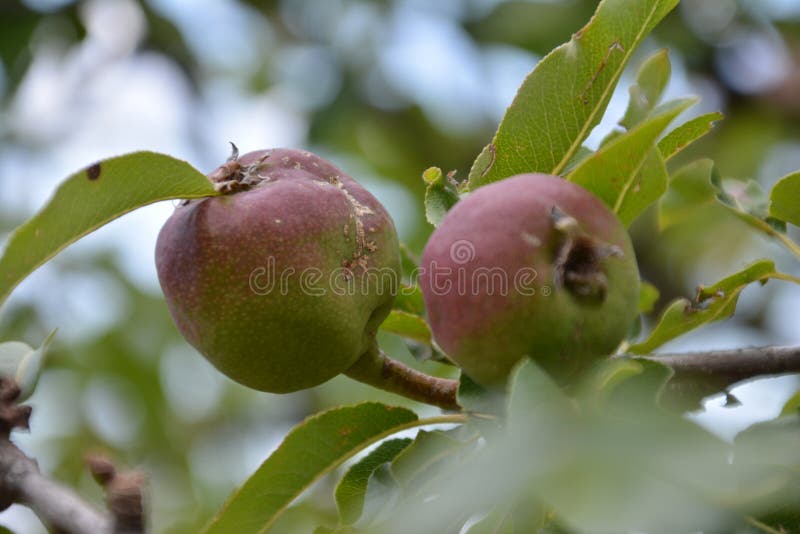 Pear tree stock photo. Image of pear, forest, wallpapers - 157560464