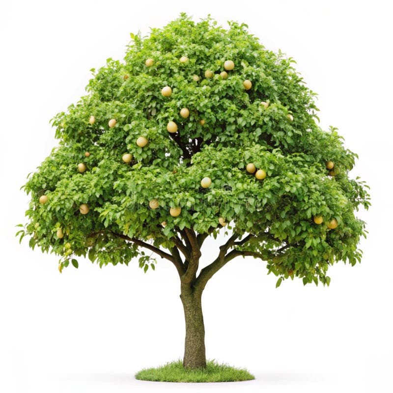 Pear Tree Isolated on Transparent Background Stock Illustration ...