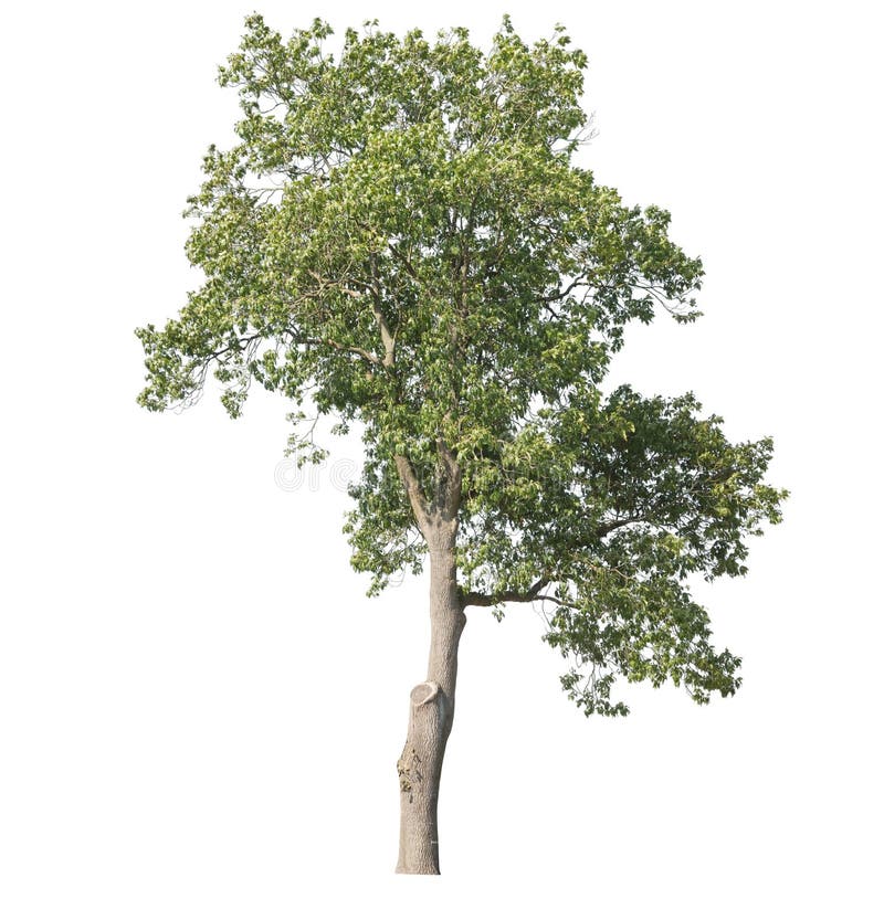 A Pear Tree Isolated on White Background Stock Image - Image of closeup ...