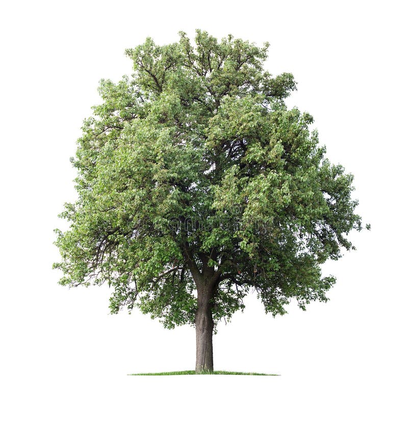 Pear tree in bloom stock image. Image of flowers, nature - 9103093