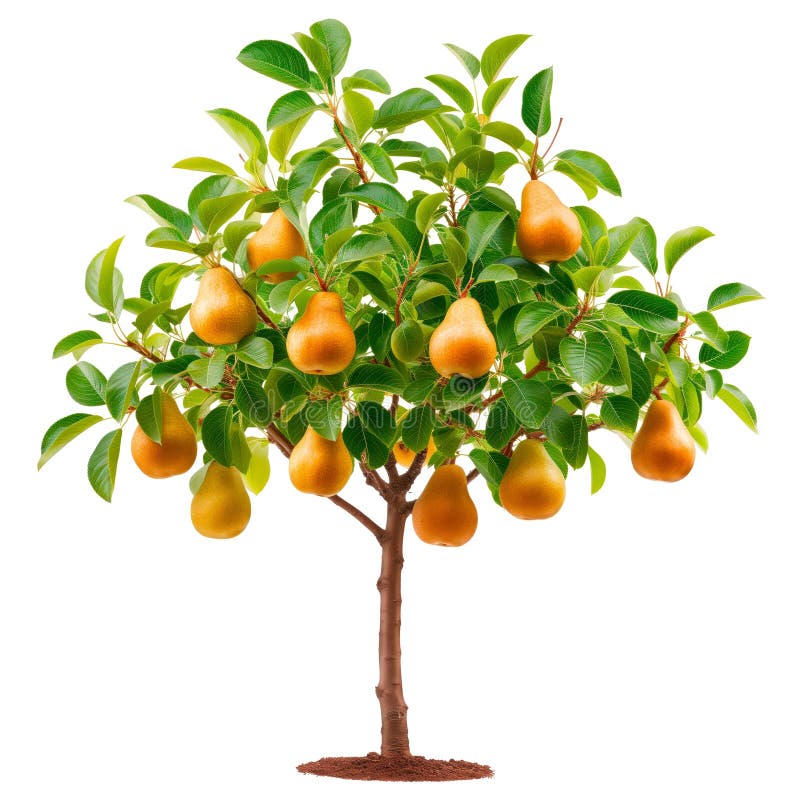 A Pear Tree Isolated on a White or Transparent Background. a Close-up ...
