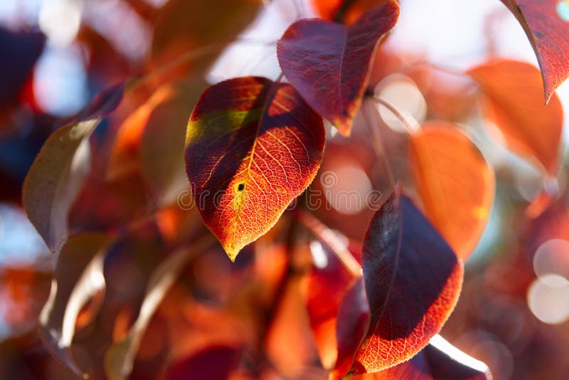 Pear tree leves in fall stock image. Image of landscape - 45741417
