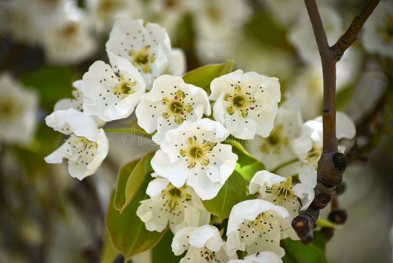 A Pear Tree in Bloom in Spring Stock Image - Image of bloom, nature ...
