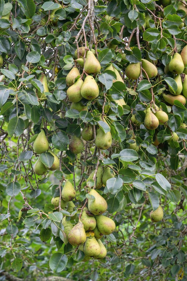 A Pear Tree with Many Pears Stock Image - Image of cultivate, natural ...