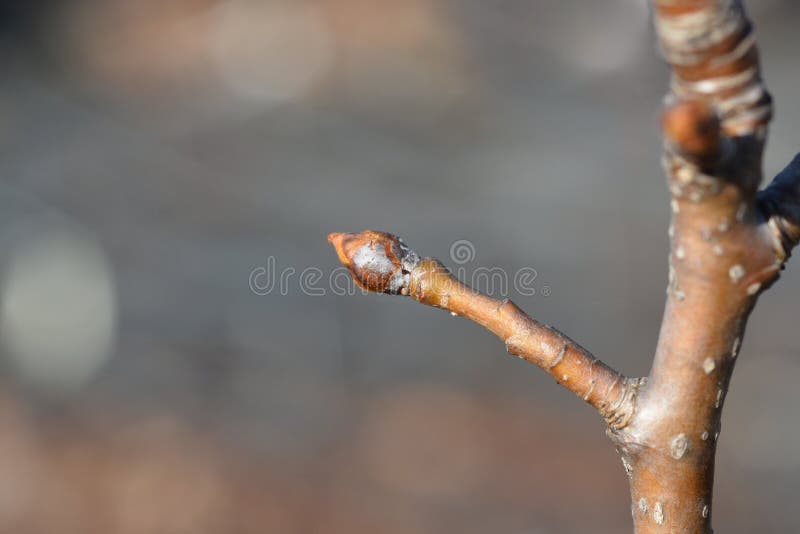 Pear tree Morettini stock image. Image of morettini - 241633133