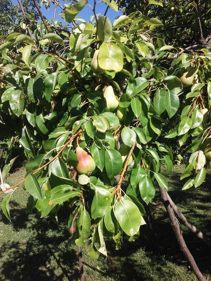 Pear stock image. Image of country, nature, fruits, pear - 95899979