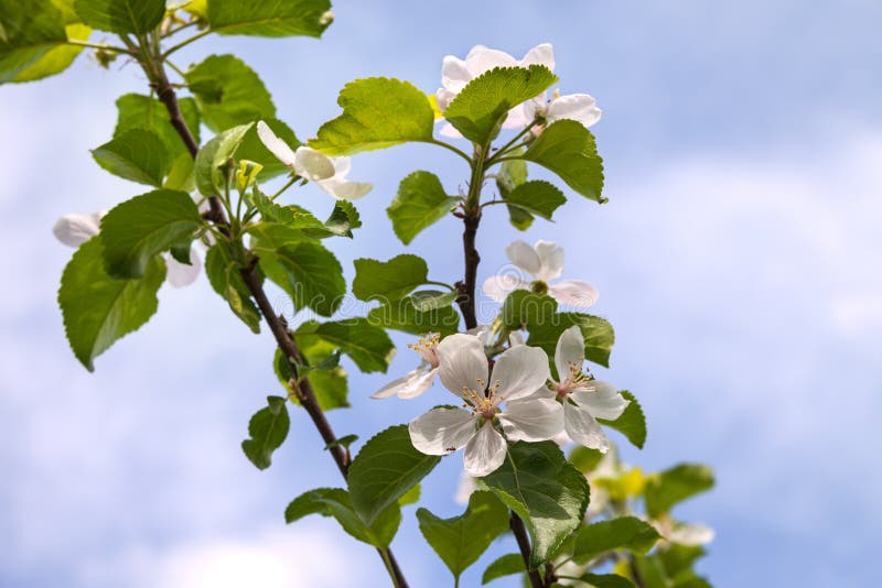 Pear tree in an orchard stock image. Image of pollen - 181200879