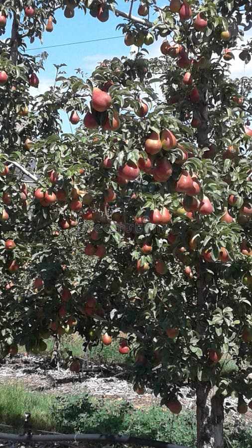 Pear tree stock photo. Image of farming, orchard, fruit - 121154036