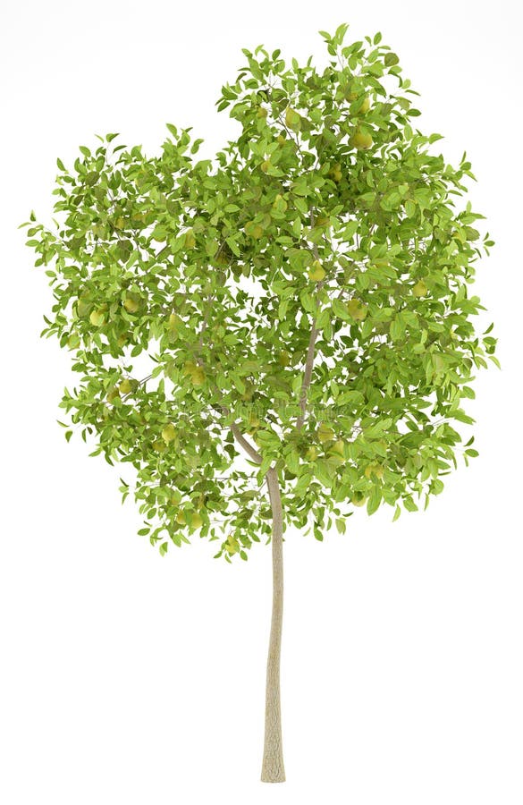 Pear Tree with Pears Isolated on White Stock Image - Image of flowering ...