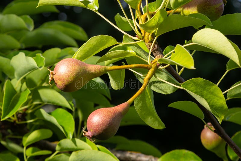 Pear Tree Pyrus Communis. Ripe Pears on a Tree in a Garden Stock Photo ...