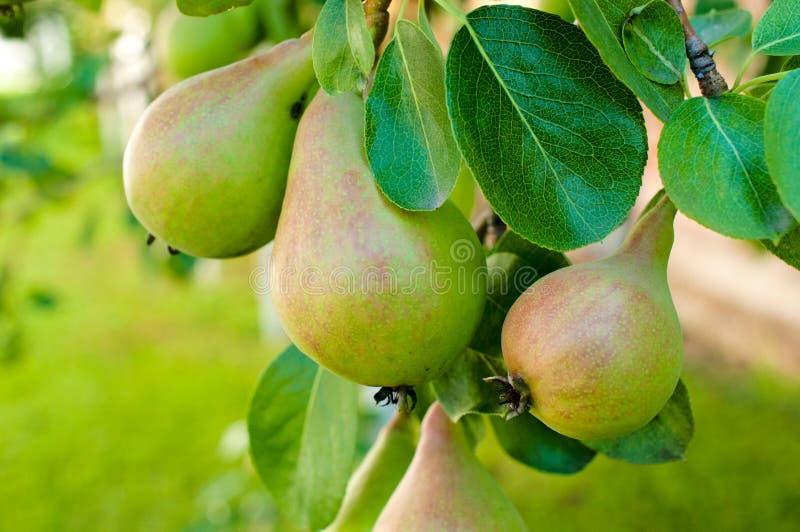 Pear tree stock photo. Image of foliage, background, real - 31812710