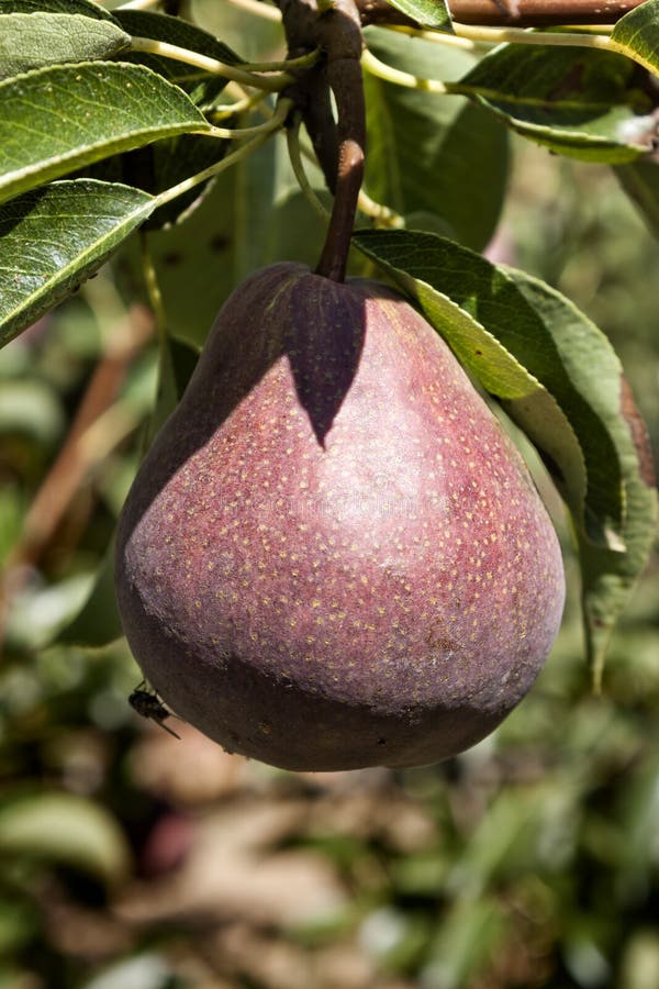 Pear in the tree. stock image. Image of pear, hanging - 43326961