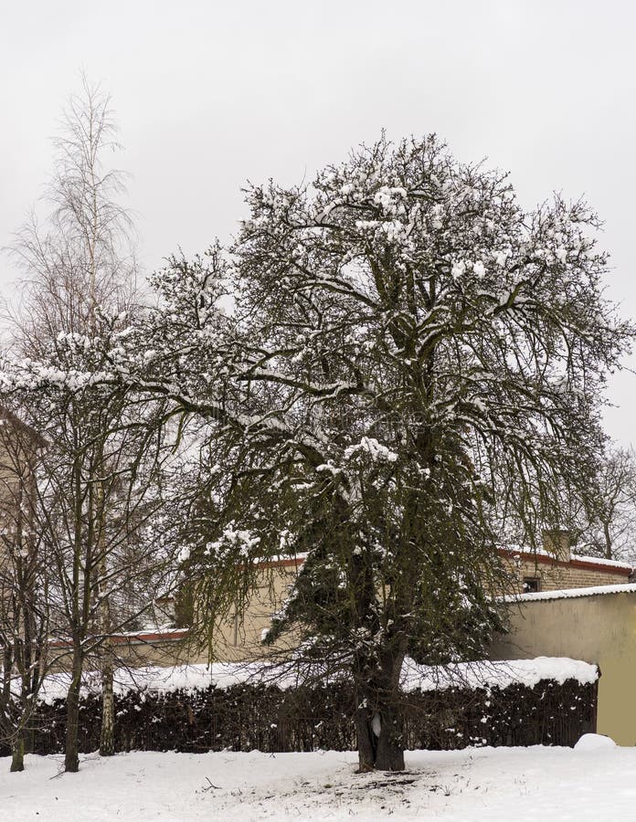 A Large and Old Pear Tree. a Huge Tree Growing on a City Lawn. Stock ...