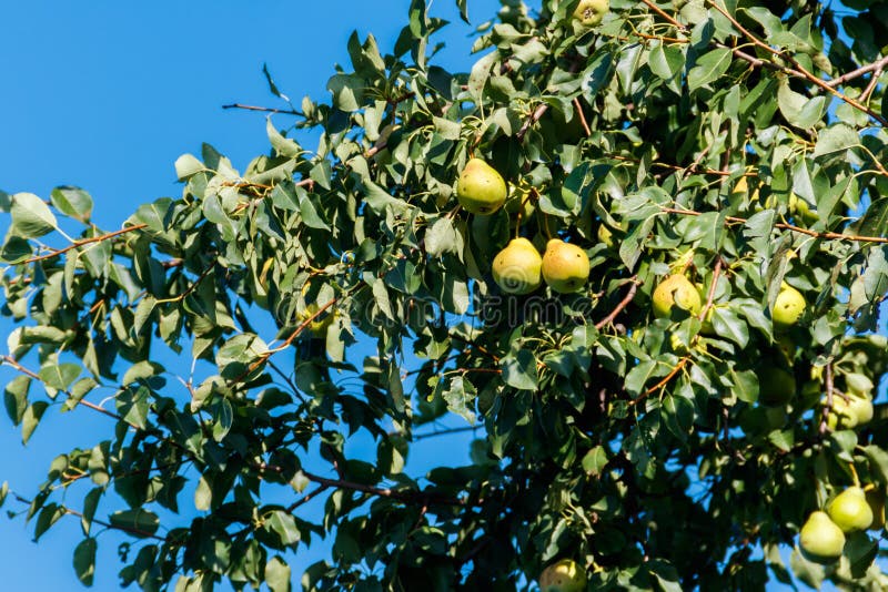 Pear Tree with Ripe Fruits in Orchard Stock Image - Image of hanging ...
