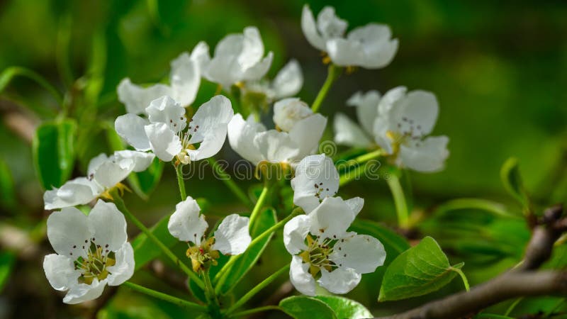Pear Tree`s Flowers in Spring Stock Image - Image of nature, bloom ...