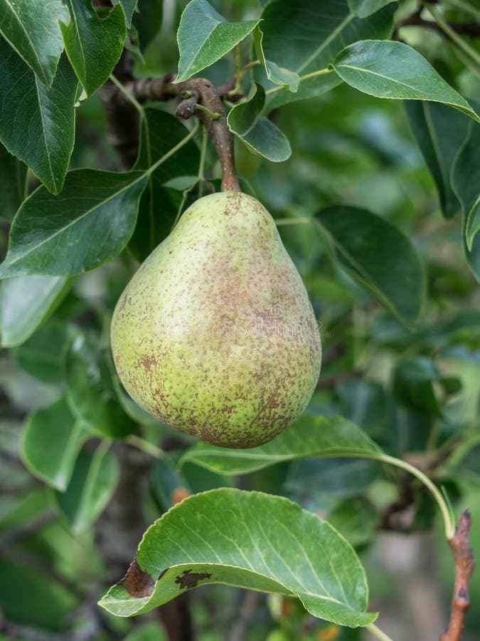 Pear on the tree stock photo. Image of fruit, leaf, autumn - 124484134