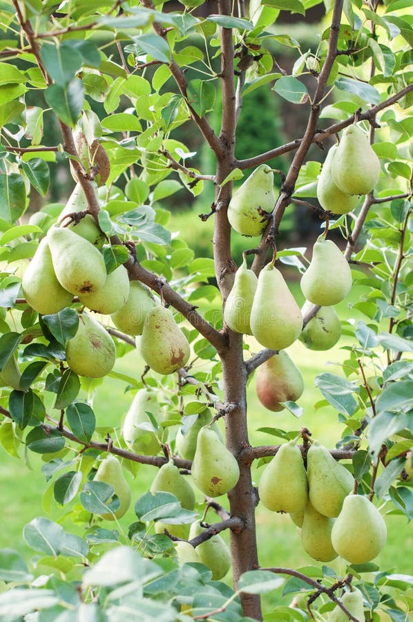 A Pear Tree Espaliered into a Cordon Stock Image - Image of ...