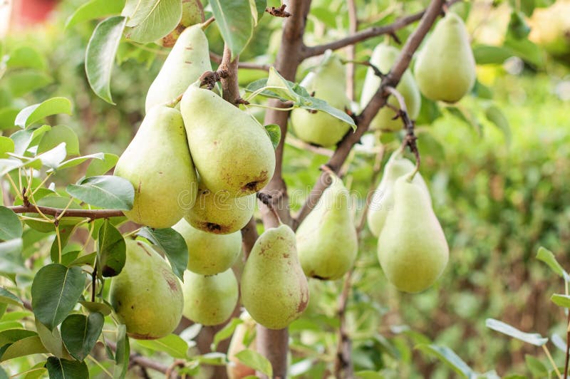 Pear tree stock photo. Image of delicious, pear, harvest - 39554478