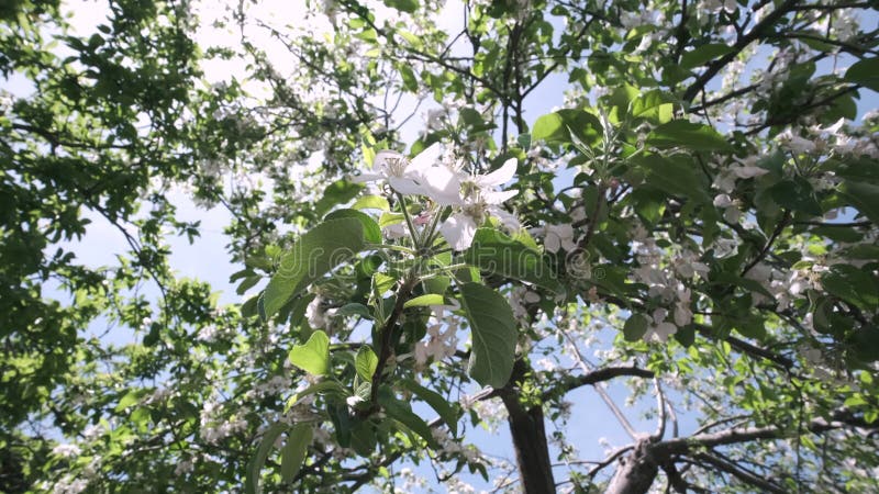 Pear Tree Leaves Sway in the Wind. Stock Video - Video of plant ...