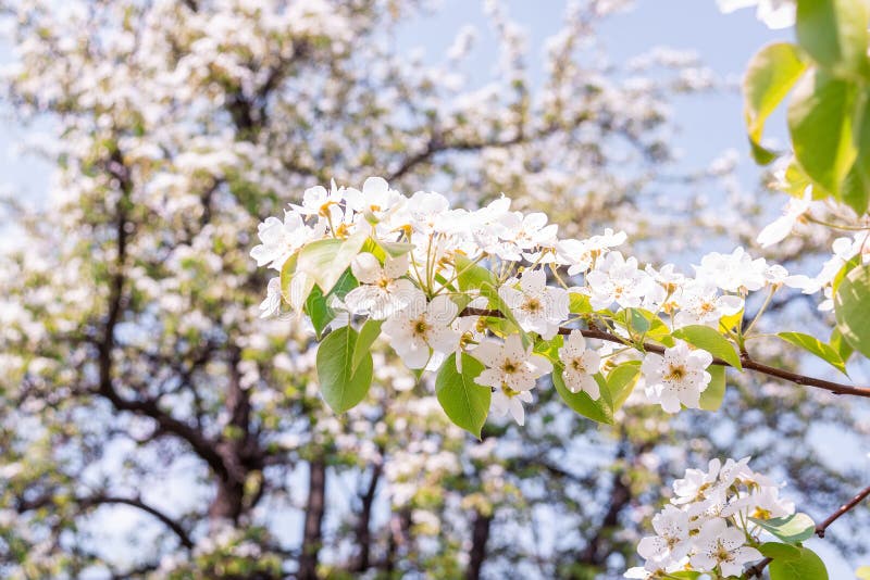 Pear tree in spring stock image. Image of fruit, outdoor - 147283687