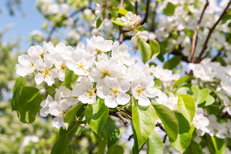 Pear tree in spring stock image. Image of blossom, park - 147283771
