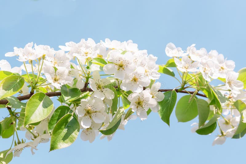 Pear tree in spring stock photo. Image of outdoor, blue - 147283796