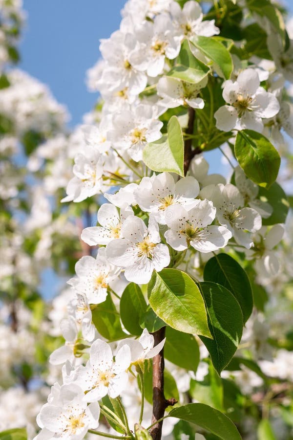Pear tree in spring stock image. Image of garden, flowers - 147283799
