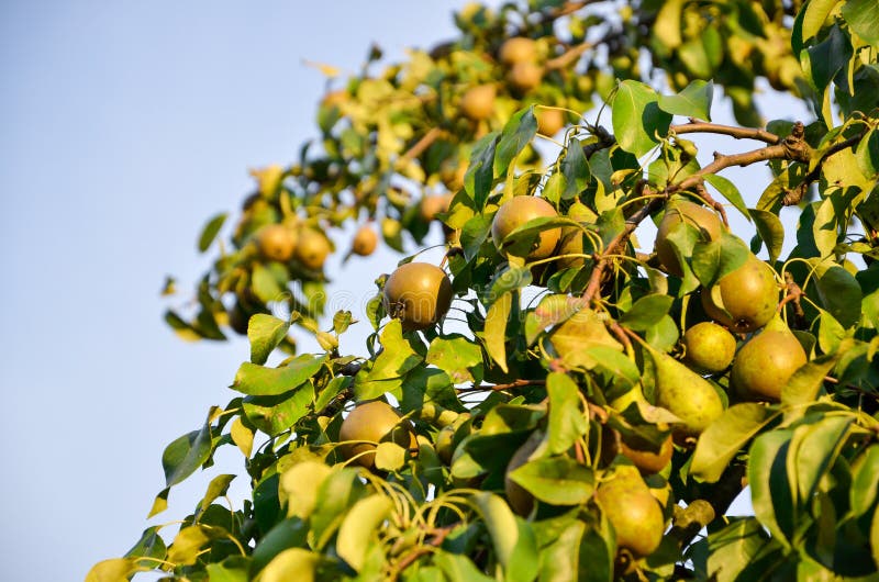 Pear tree stock image. Image of vitamins, spring, healthy - 90108303