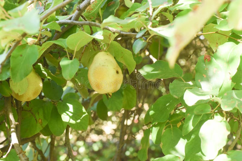 Pear in a Pear Tree Surrounded by Leaves Stock Photo - Image of grove ...