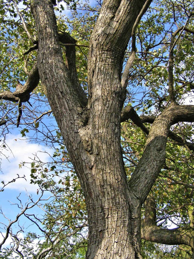 Pear tree trunk stock photo. Image of nature, forest - 50122710