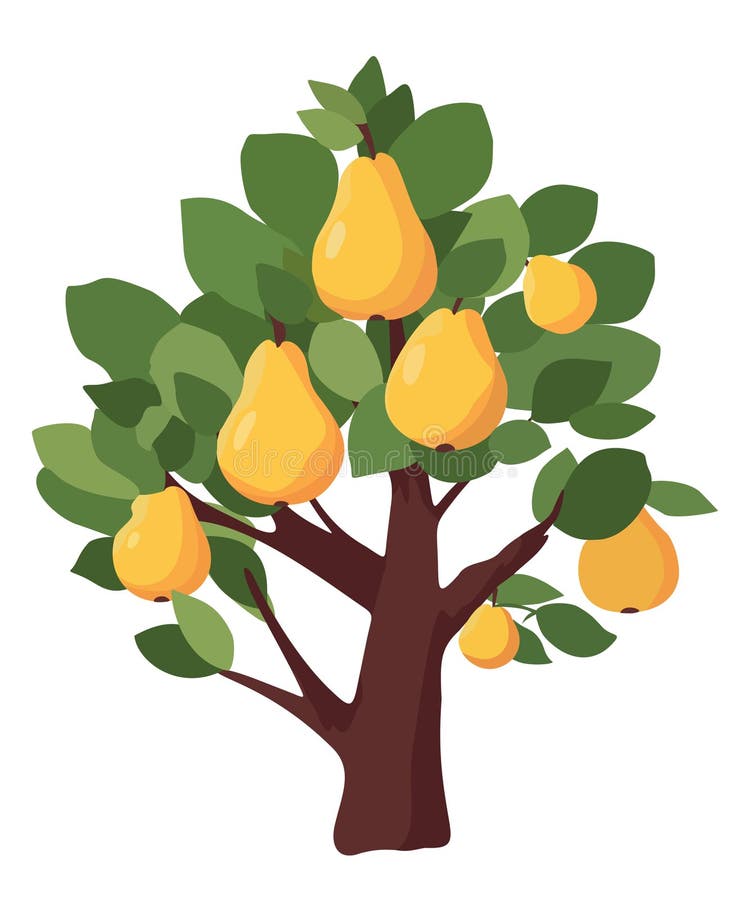 Pear Tree. Vector Isolated Illustration Stock Illustration ...