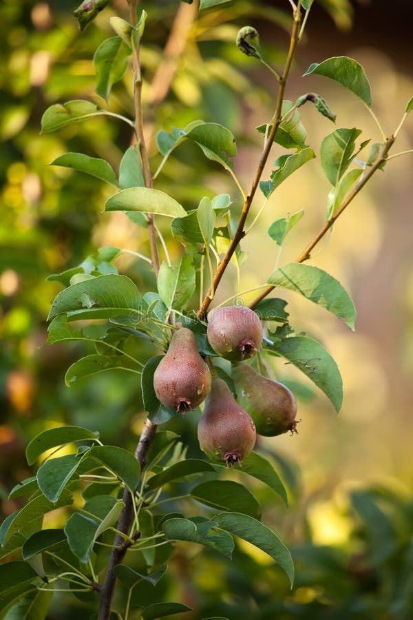 Pear on tree stock image. Image of colorful, fresh, growth - 57524555