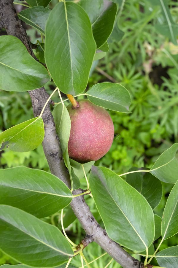 Pear on a Tree. View of the Pear from Above from the Tree. a Ripe Pear ...