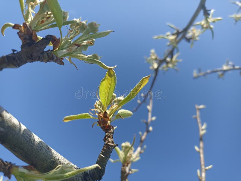 Pear Tree Waking Up in the Spring and Growing Leaves and Buds on Sky ...
