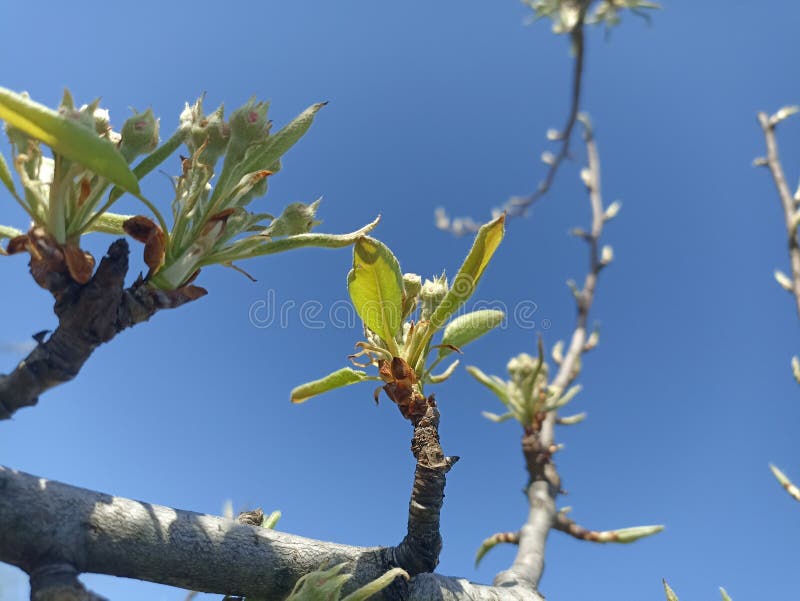 Pear Tree Waking Up in the Spring and Growing Leaves and Buds on Sky ...