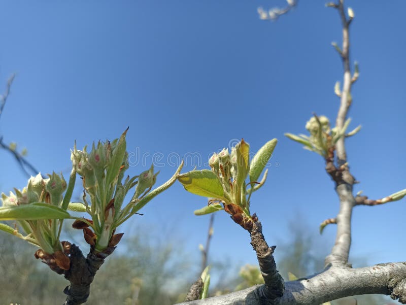 Pear Tree Waking Up in the Spring and Growing Leaves and Buds on Sky ...
