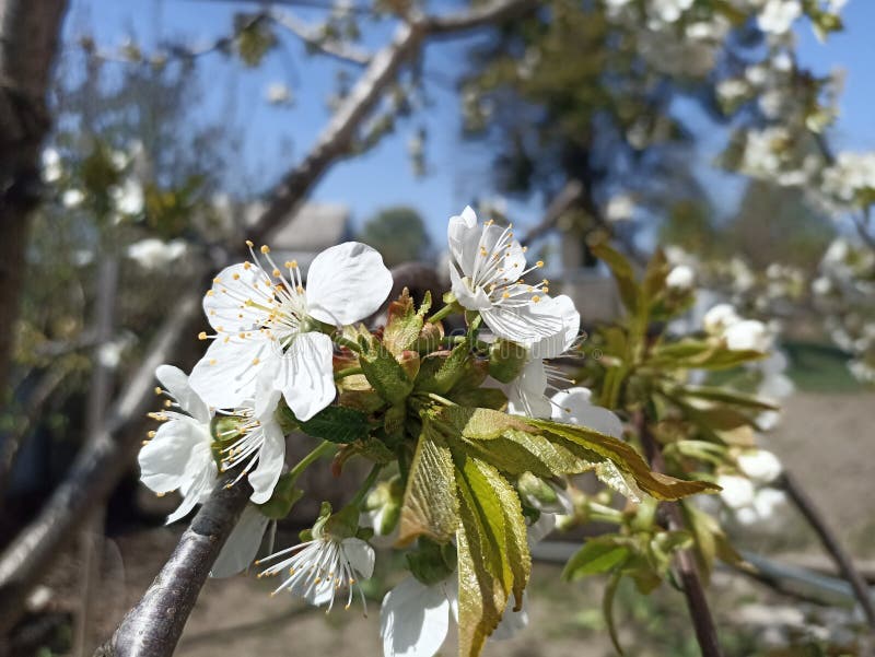 Pear Tree Waking Up in the Spring and Growing Leaves and Buds on Sky ...