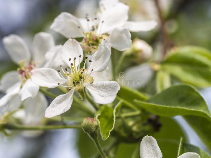 White Pearblossom in the Springtime Stock Image - Image of white, macro ...