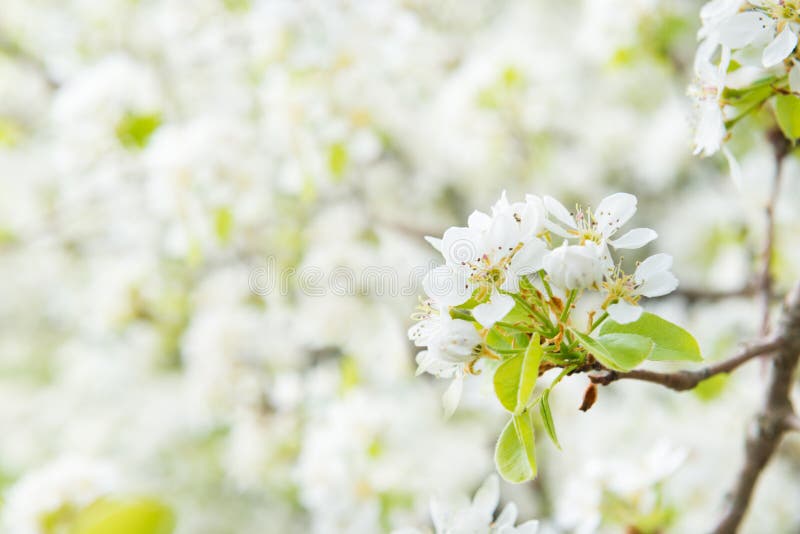Pear tree in white flowers stock image. Image of macro - 146556881