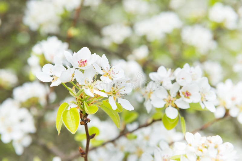 Pear tree in white flowers stock image. Image of plant - 149540457