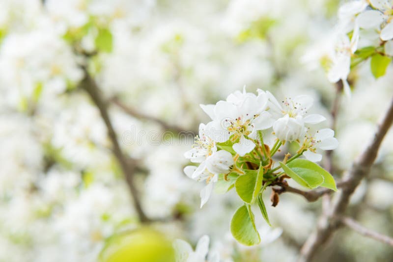 Pear tree in white flowers stock photo. Image of japan - 149540466